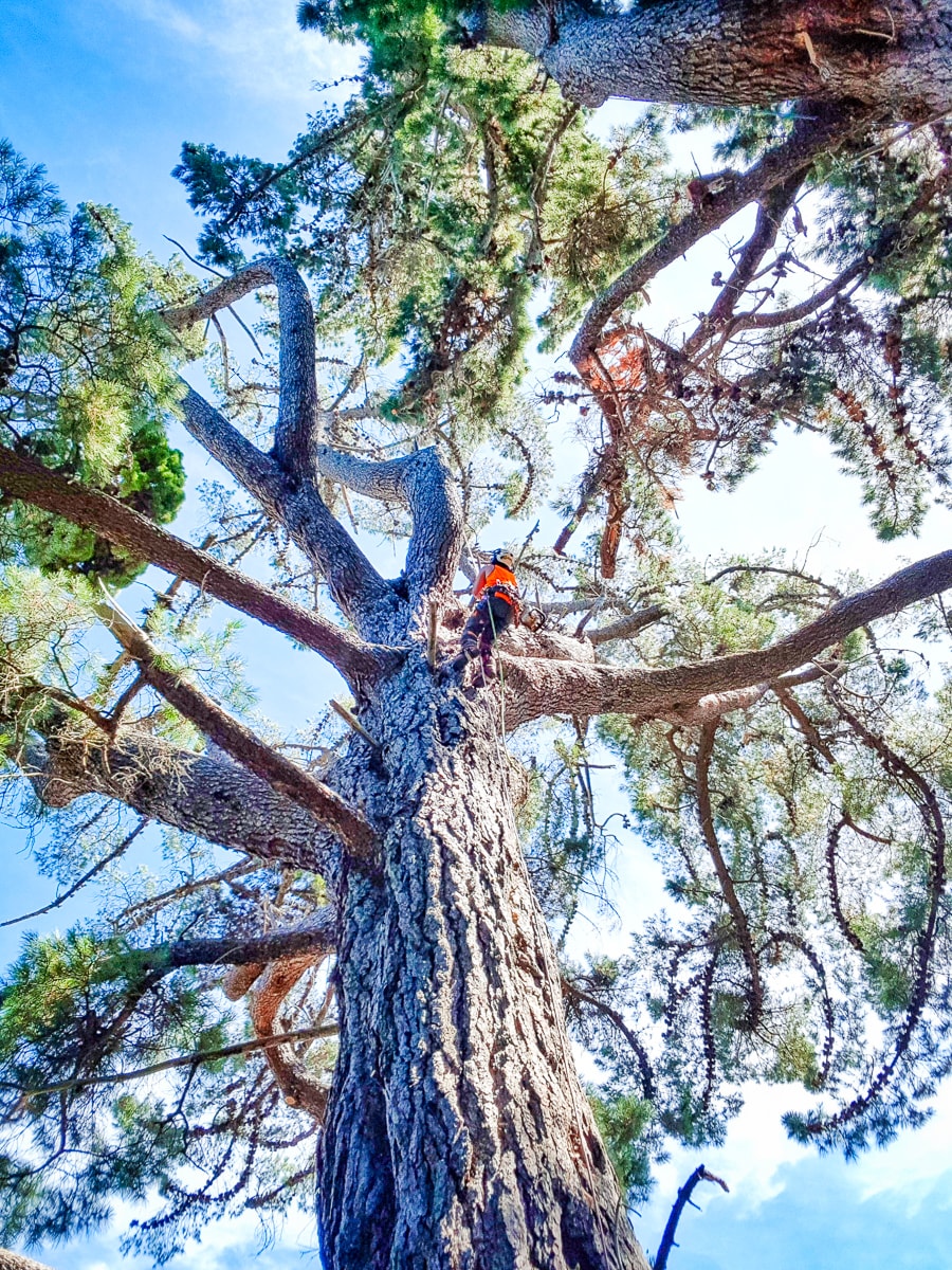 Qualified Arborists | Tree Care | North Canterbury | JG Trees Ltd